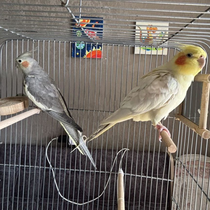 Попугаи карелла пара