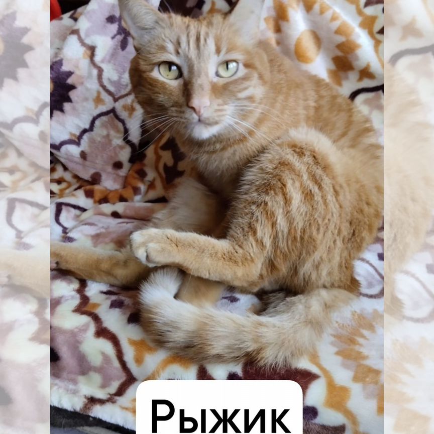 Кот Рыжик