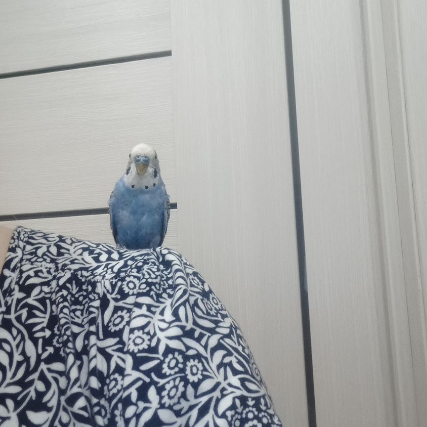 Попугай волнистый с клеткой