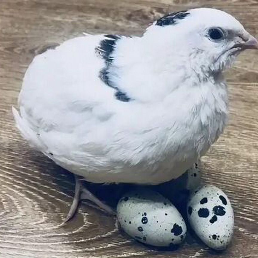 Перепелки техаские