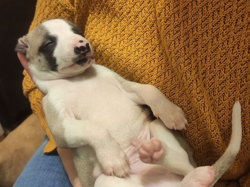 Мальчик уиппет