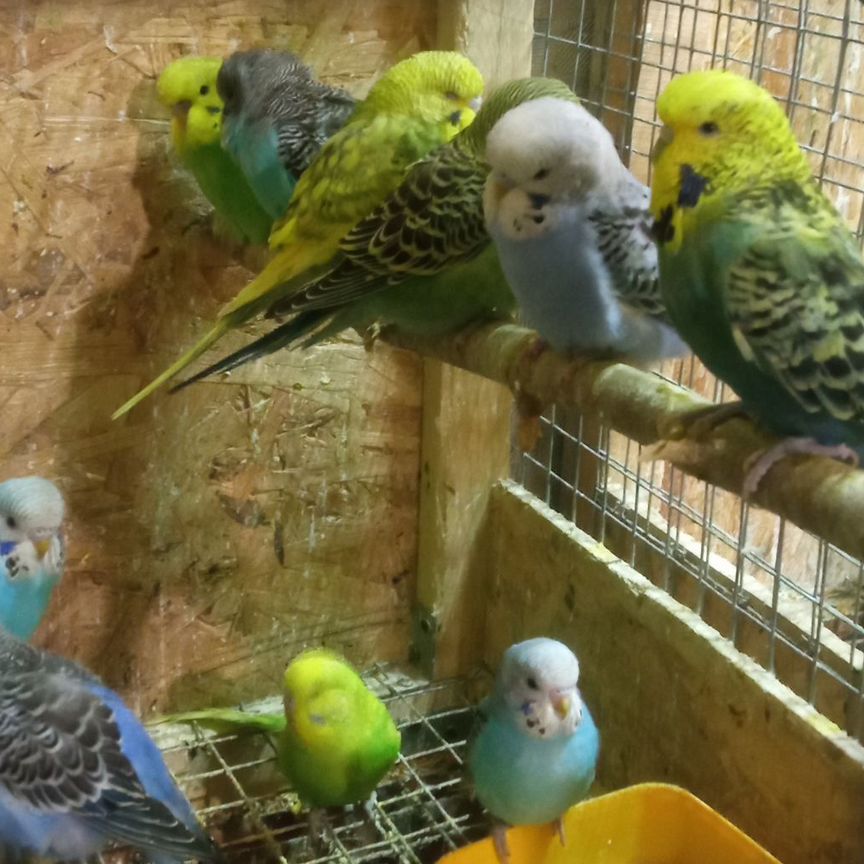 Попугаи получехи