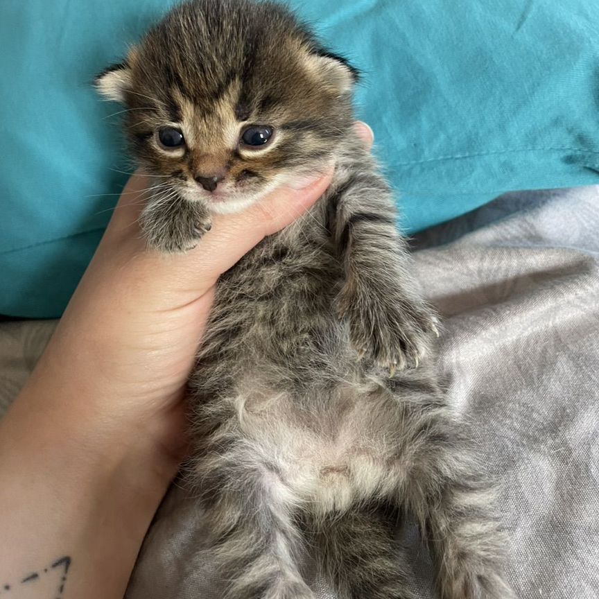 Котята в доьрые руки бесплатно