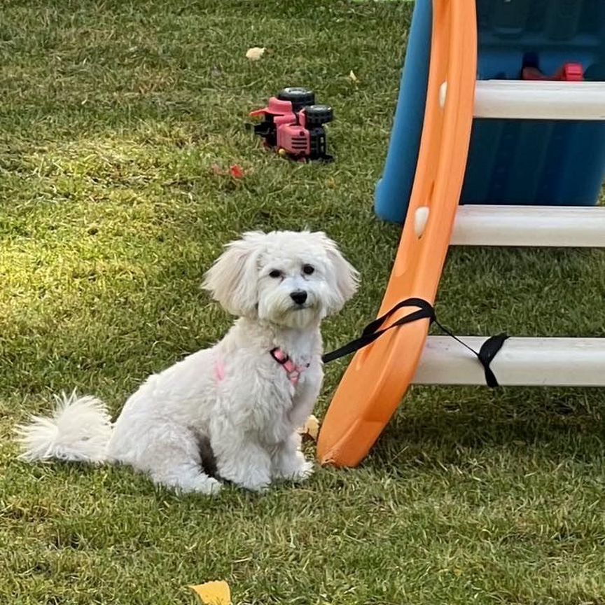 Собака мальтипу мини