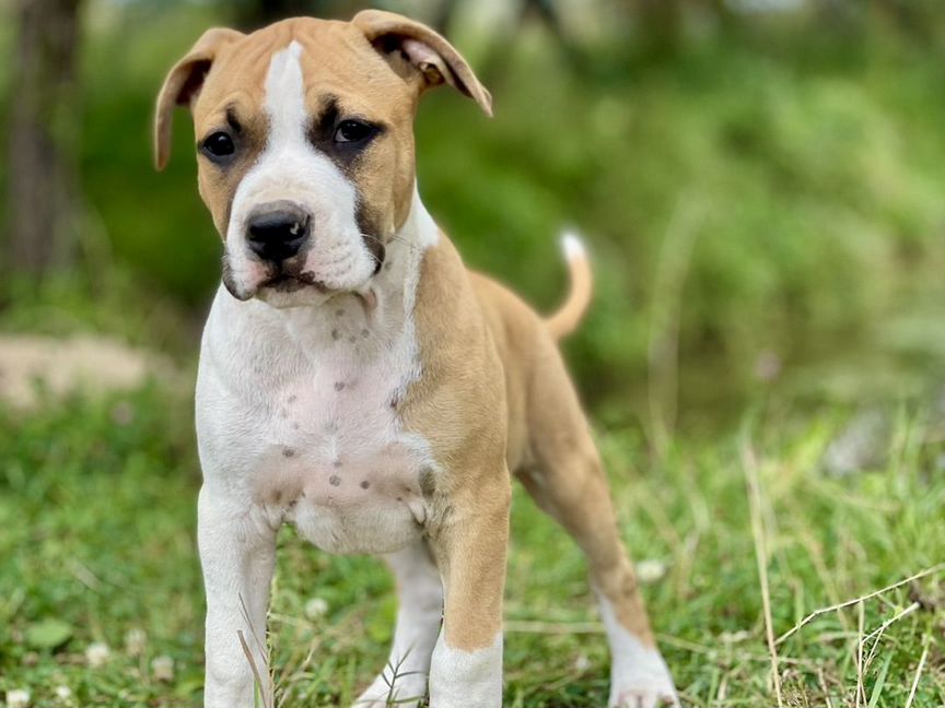 Щенок амстаффа РКФ