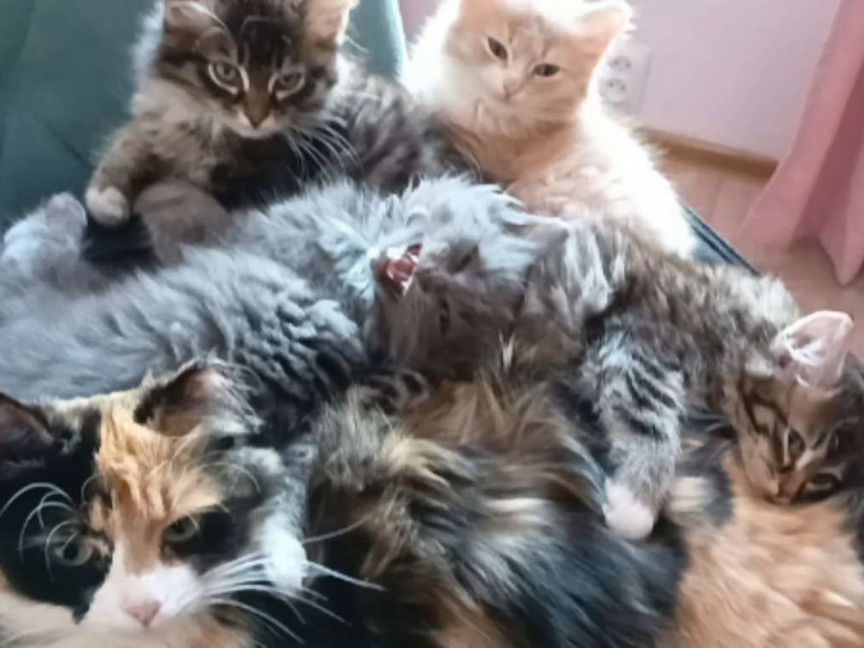 Котяточки В добрые руки