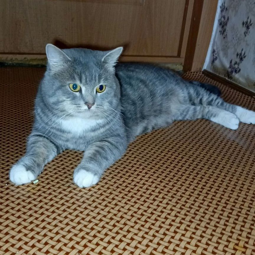 Пушок