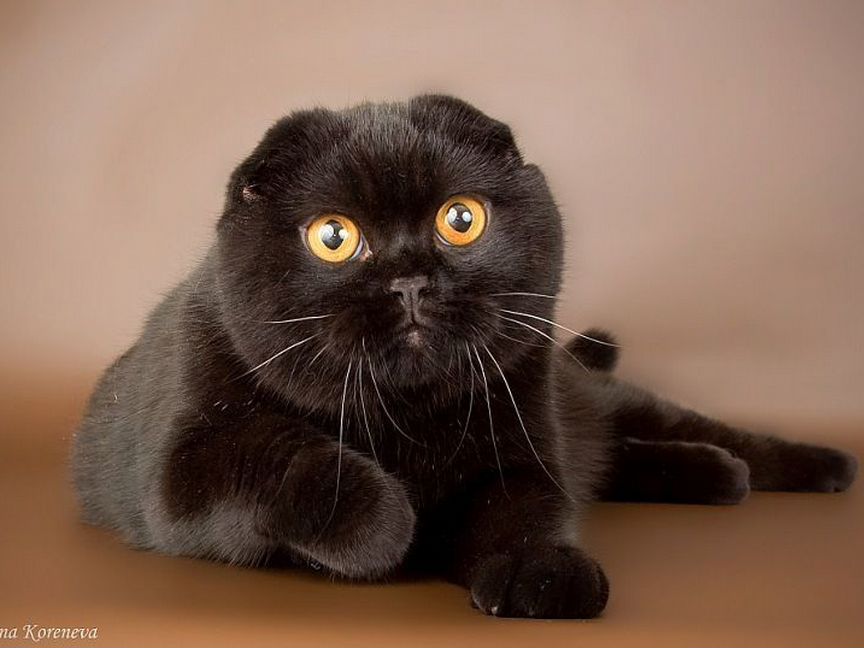 Котики черные вислоухие
