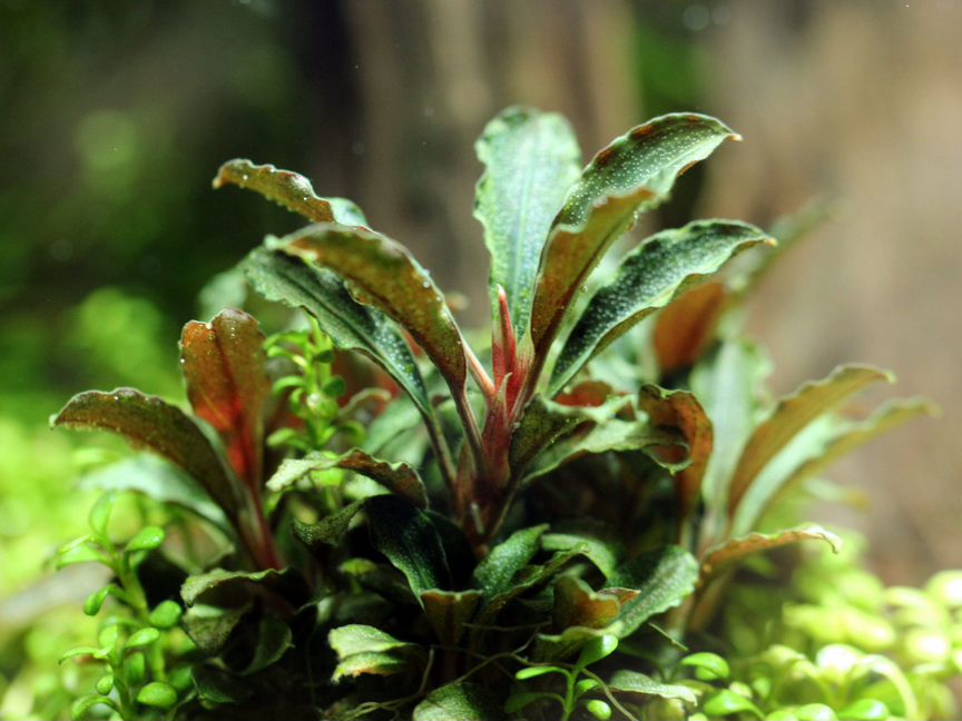 Аквариумные растения