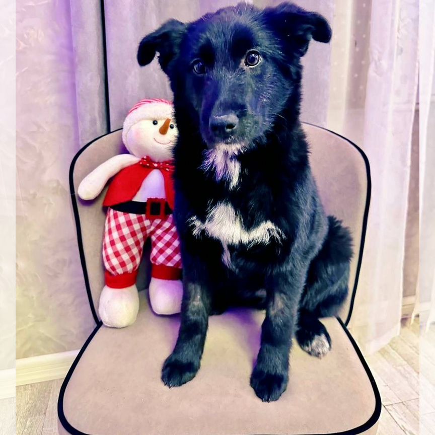 Щенок в добрые руки