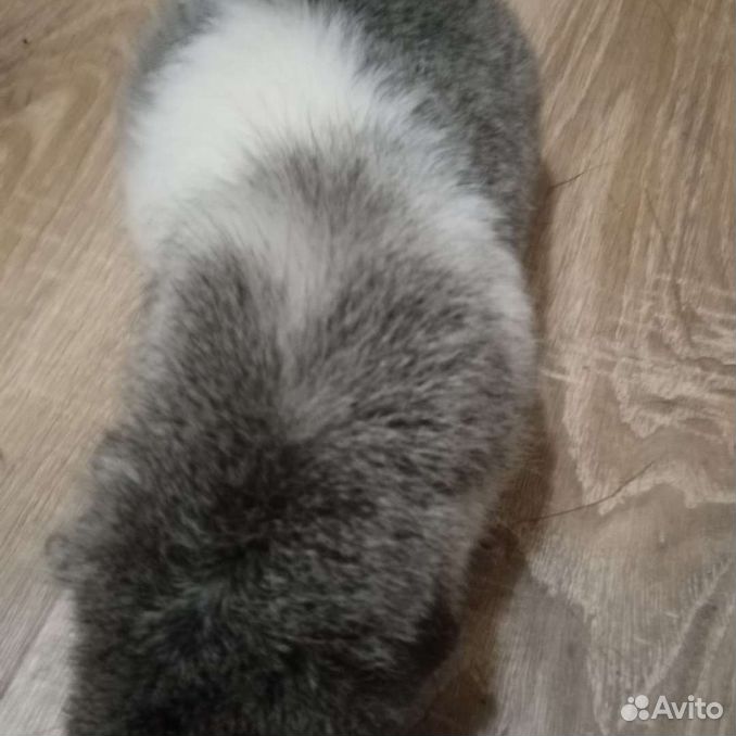 Морская свинка американский тедди