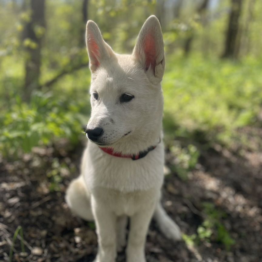 Собака в добрые руки