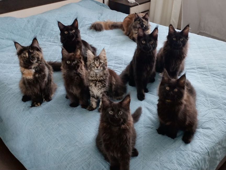 Котята мейн-кун