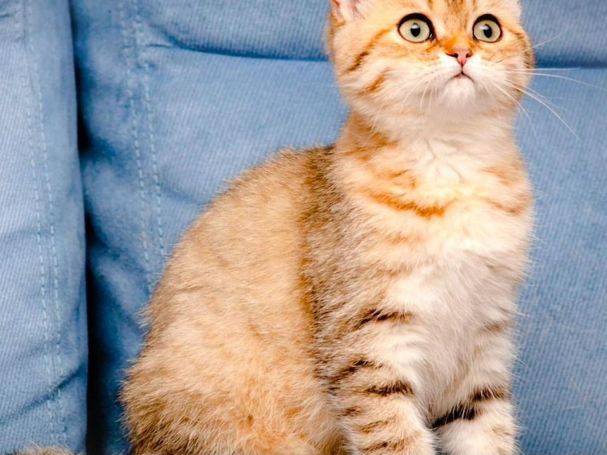 Котенок девочка в добрые руки