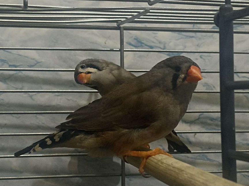 Зебровые амадины