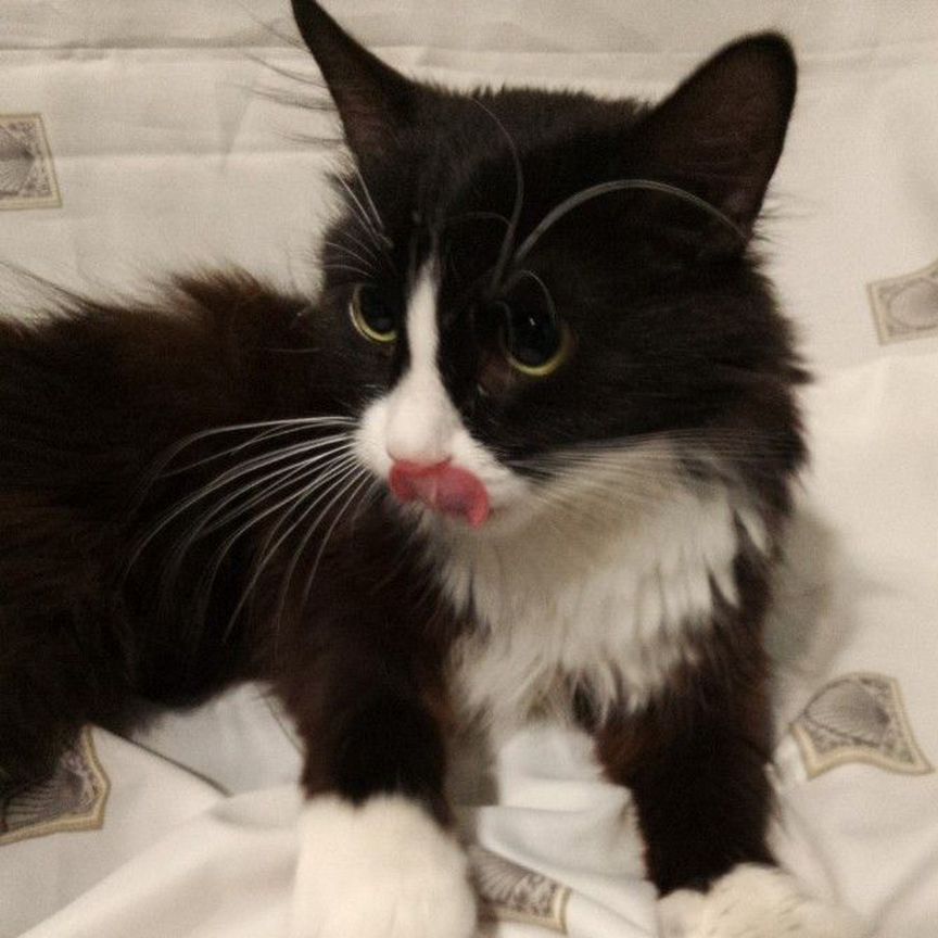 Котенок кошка 11 месяцев