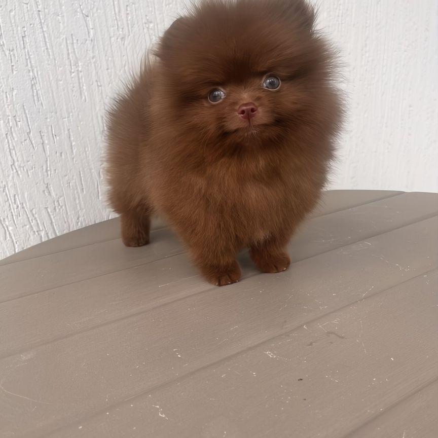 Померанский шпиц, щенок