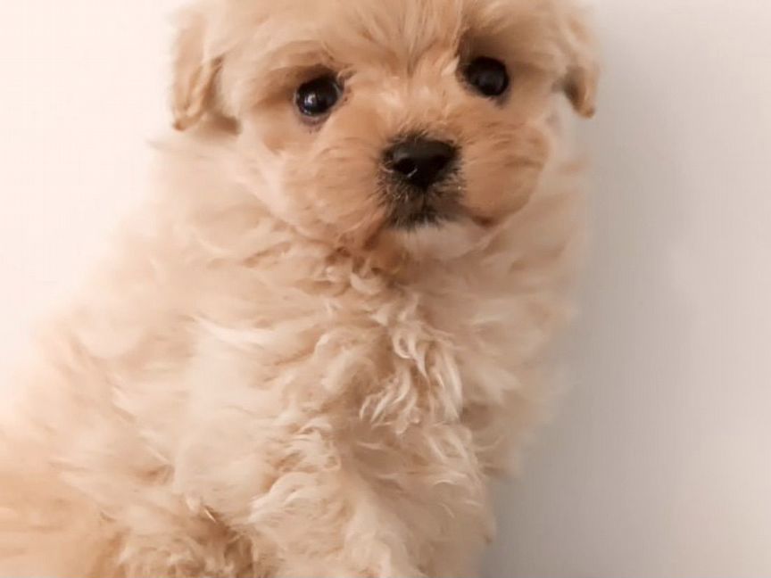 Мальтипу f1 девочка и мальчик