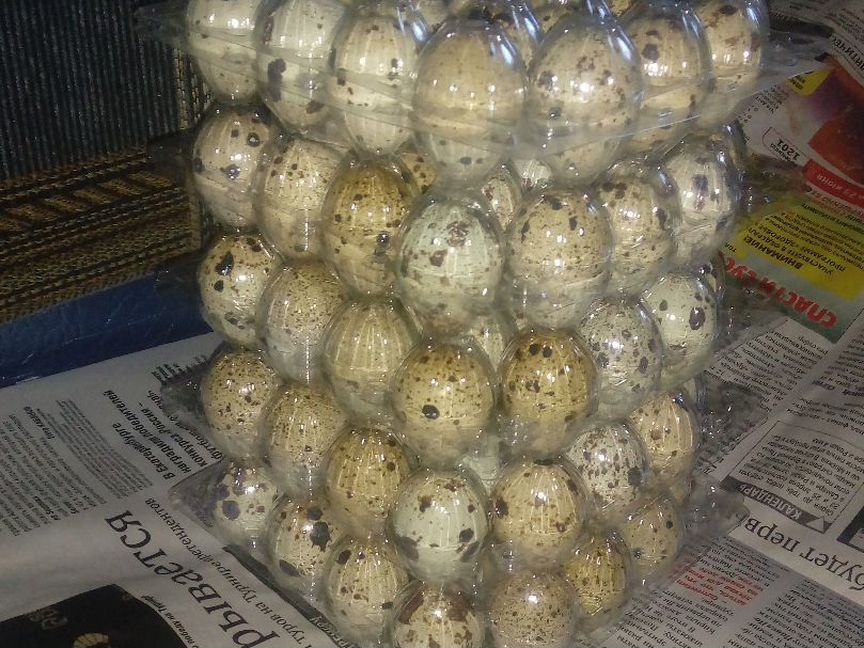 Инкубационное яйцо перепелов