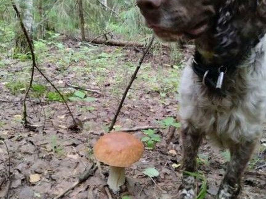 Щенки русского охотничьего спаниеля