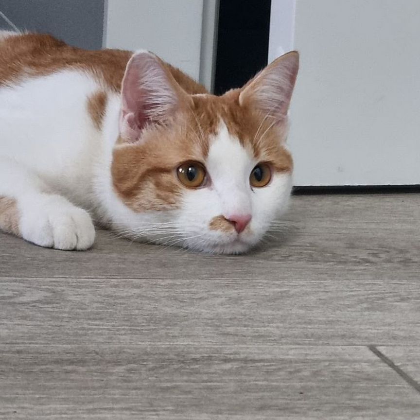 Котик 1,5 года