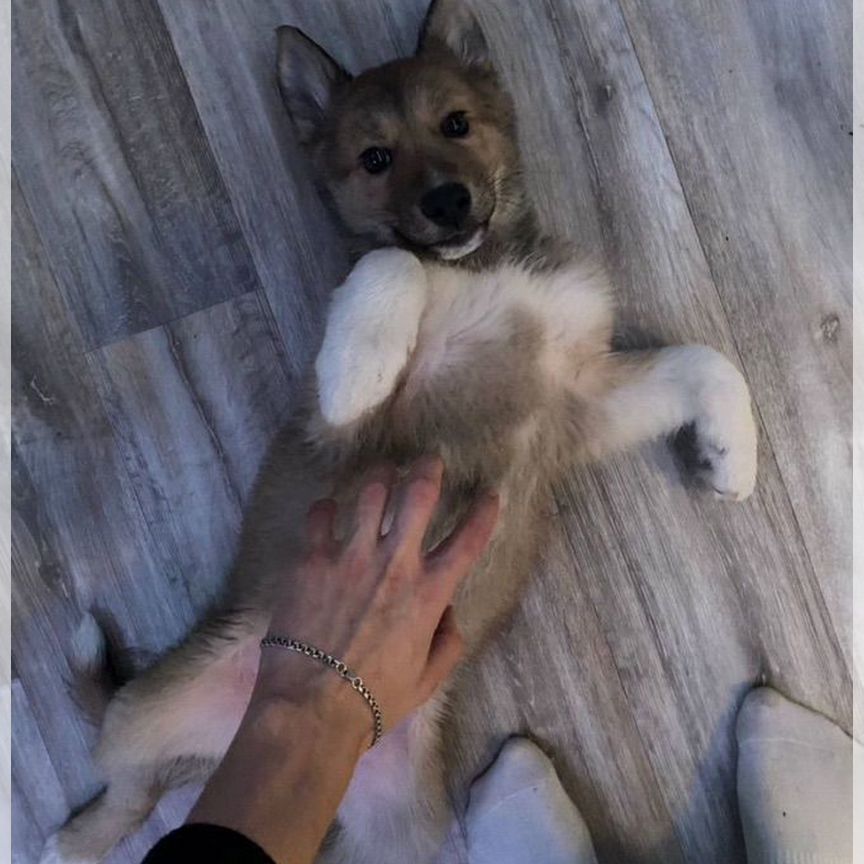 Западносибирская лайка, щенок