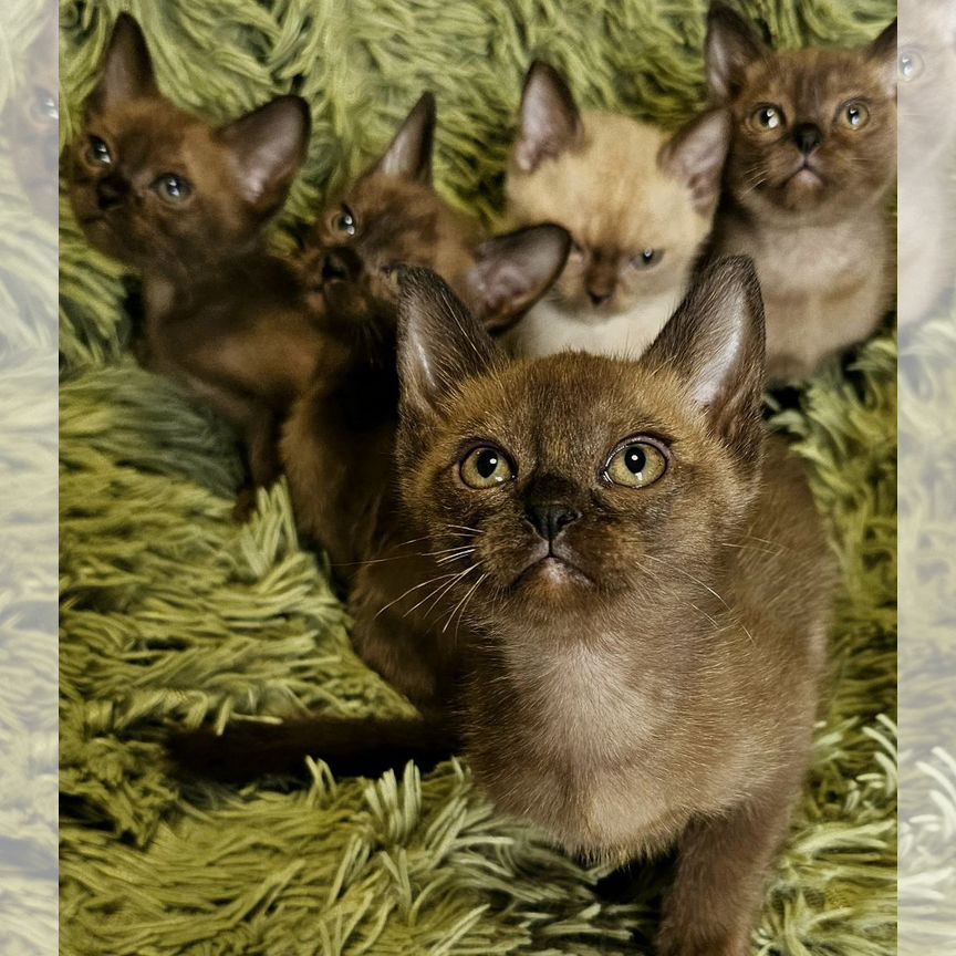 Бирманский котёнок