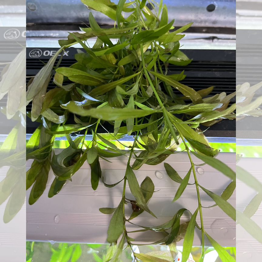 Обмен на роголистник