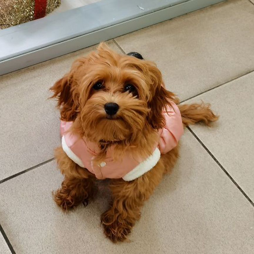 Мальтипу, щенок