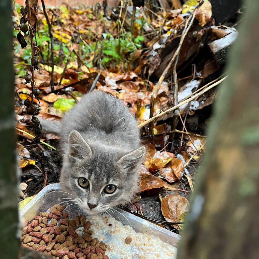 Котята в добрые руки бесплатно