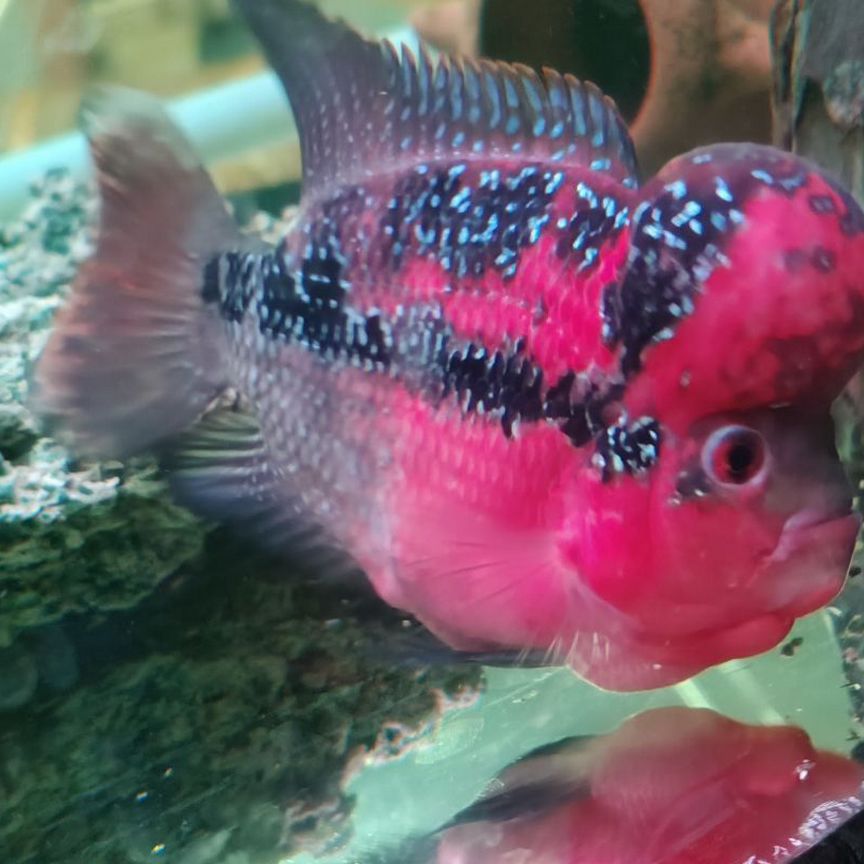 Фловер хорн