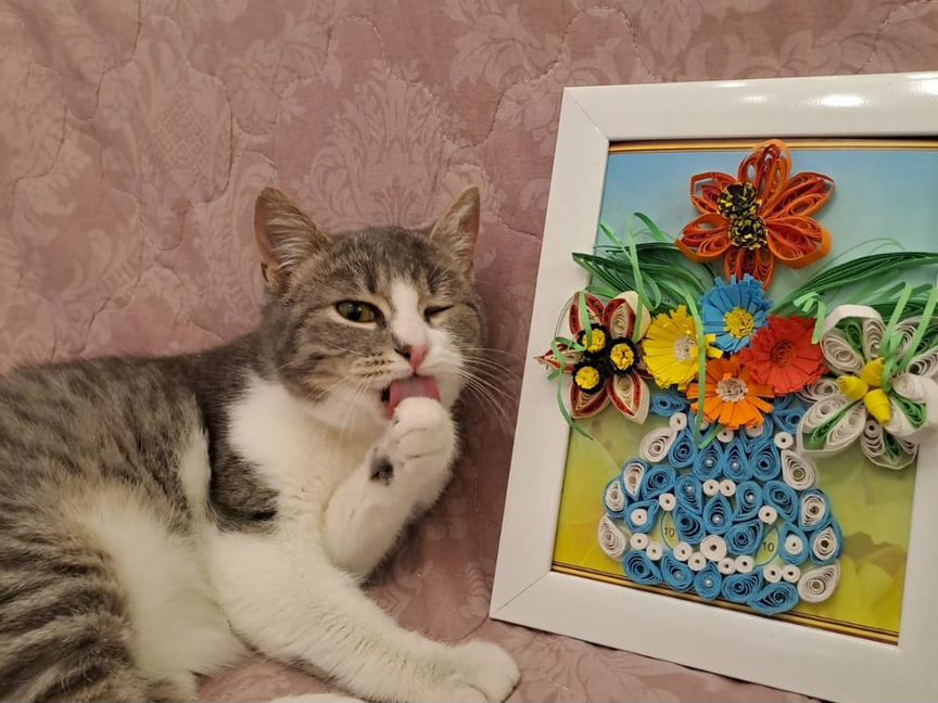 Котик подросток 6 мес
