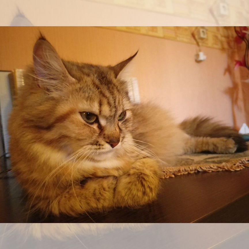 Сибирская кошка, взрослая