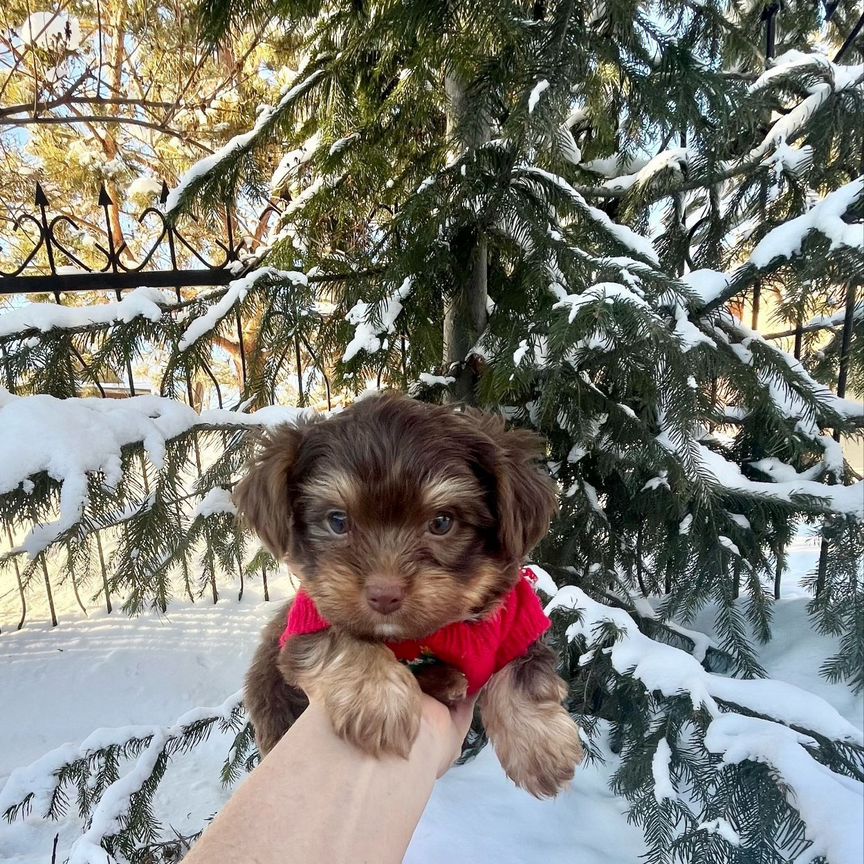 Мальтипу, щенок