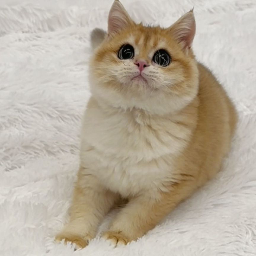 Золотой мальчик шотландец