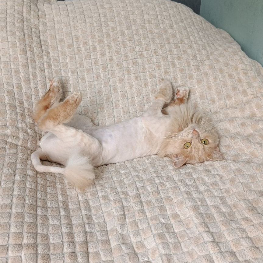 Кошка 1 год