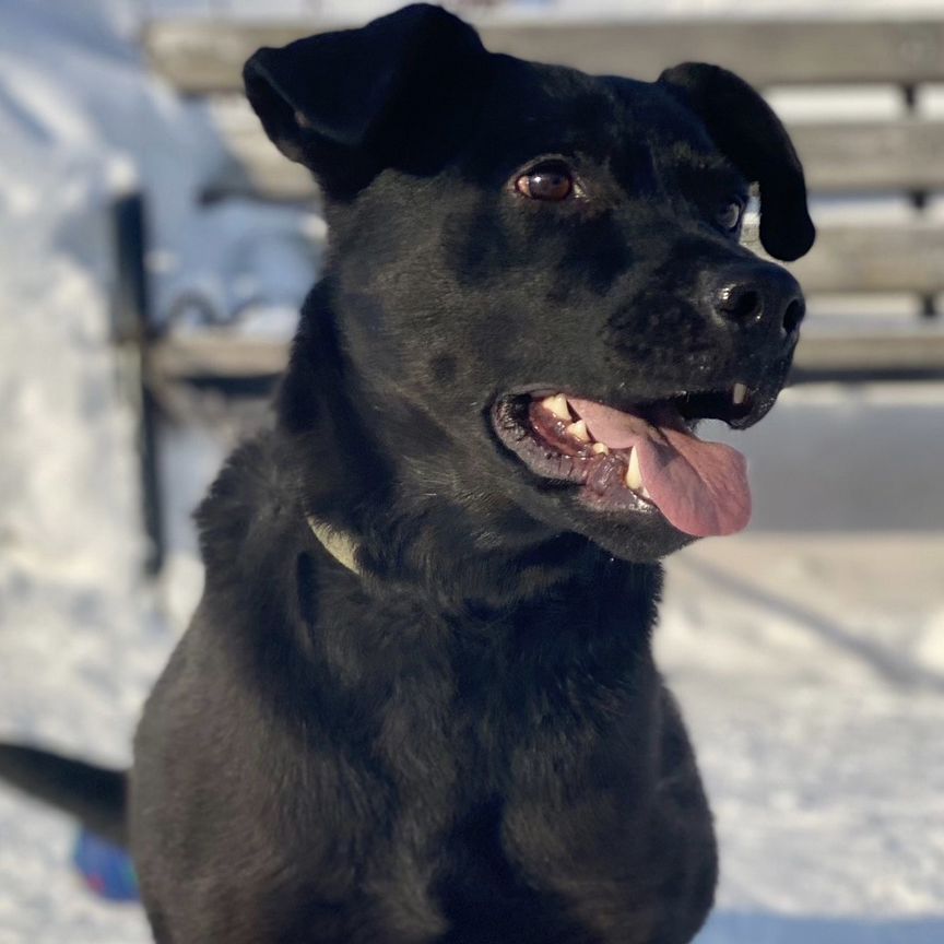 Лабрадор-ретривер, взрослая собака