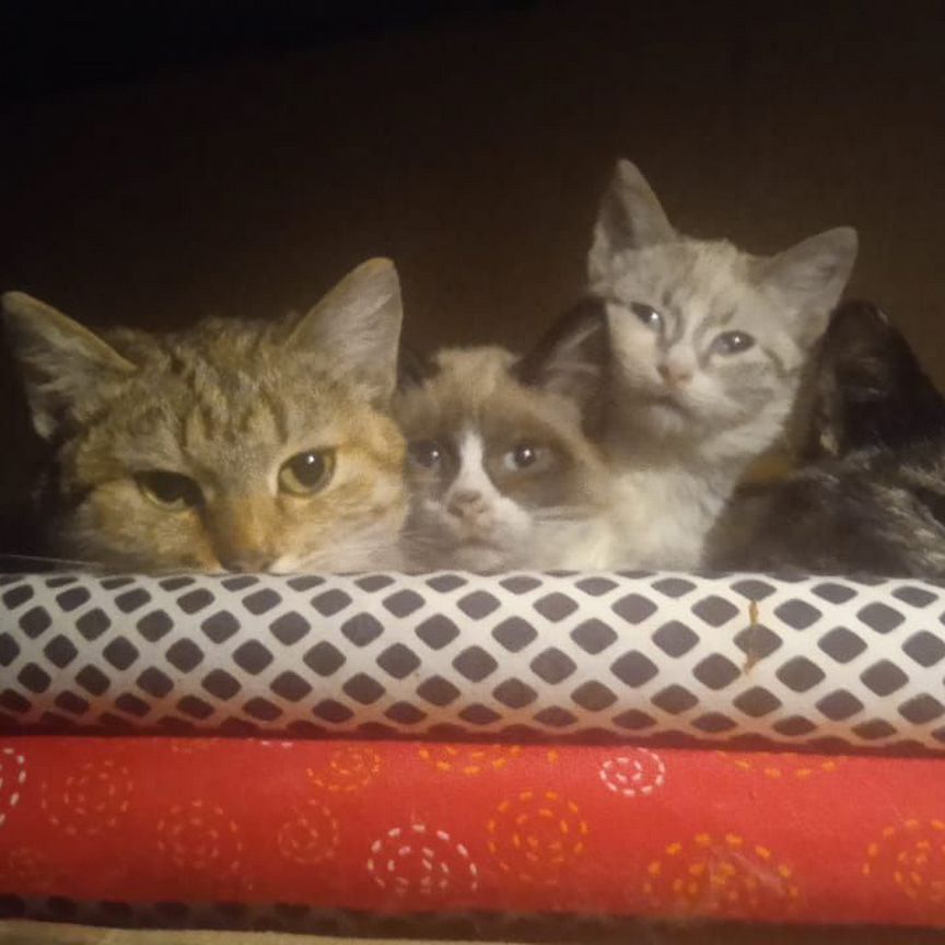 Котята в добрые руки
