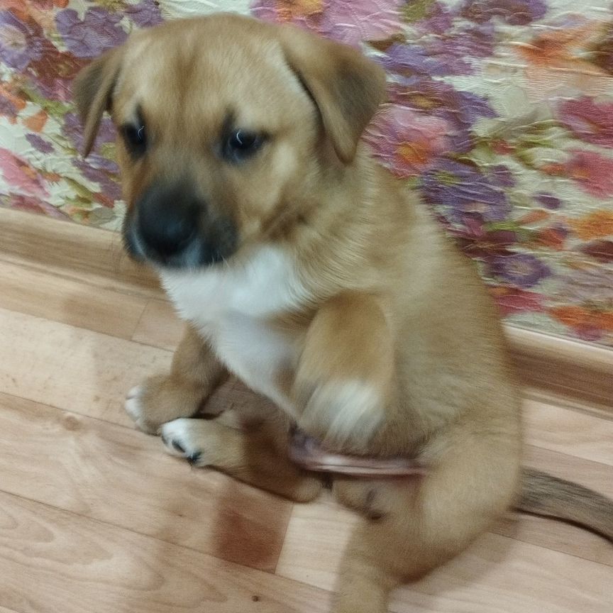 Щенок в добрые руки