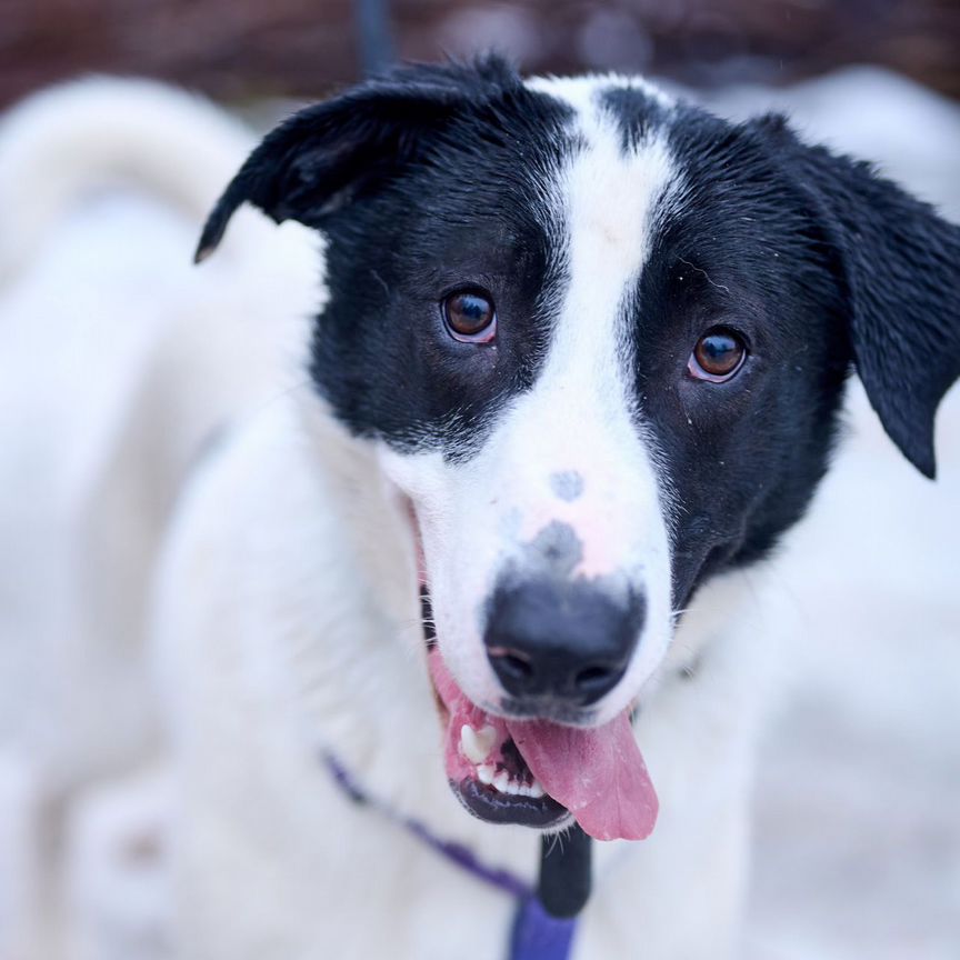 Собака в добрые руки