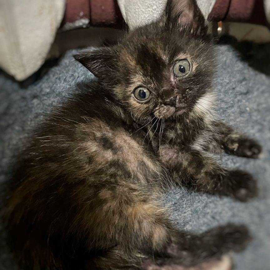 Котёнок в добрые руки