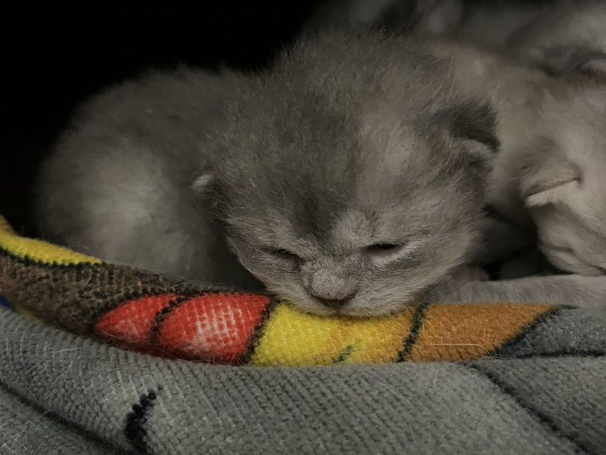 Котята вислоухие шотландские