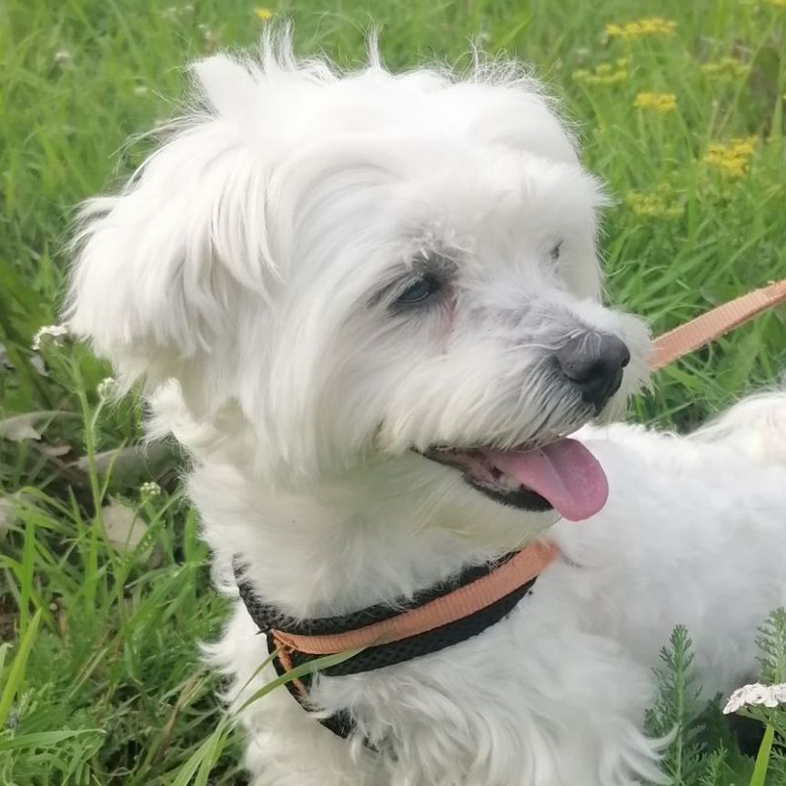 Мальтийская болонка санкт-петербург