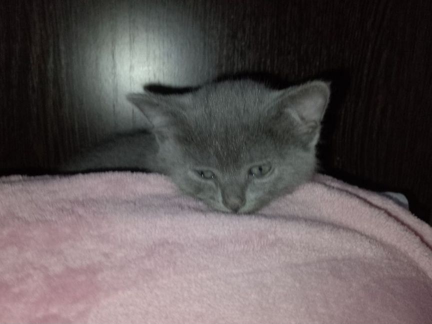Котята