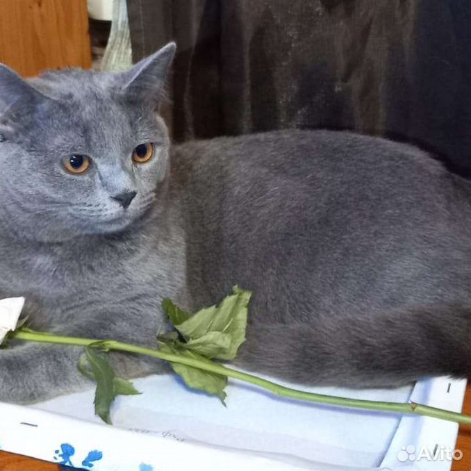 Предлагаю на вязку котика