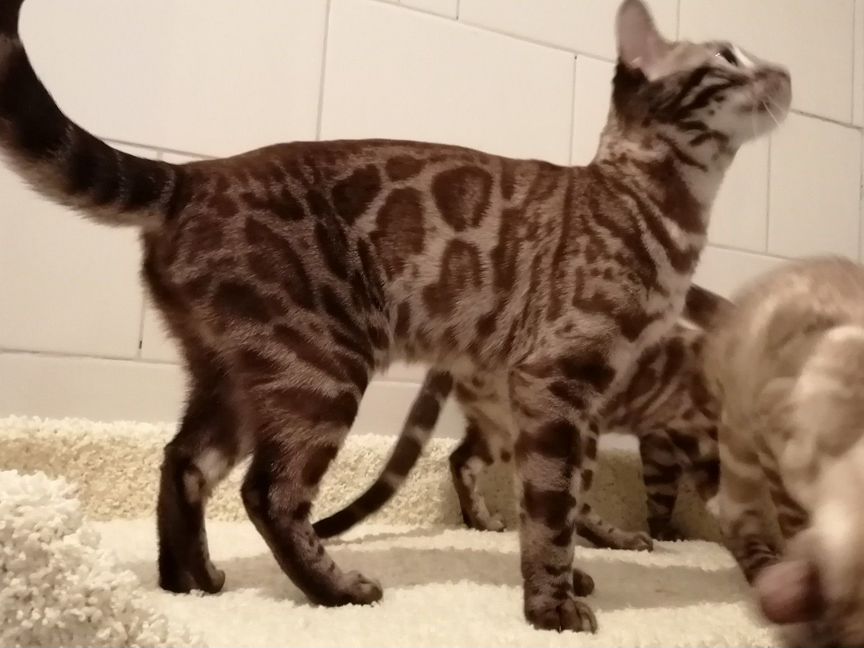 Бенгальская кошка