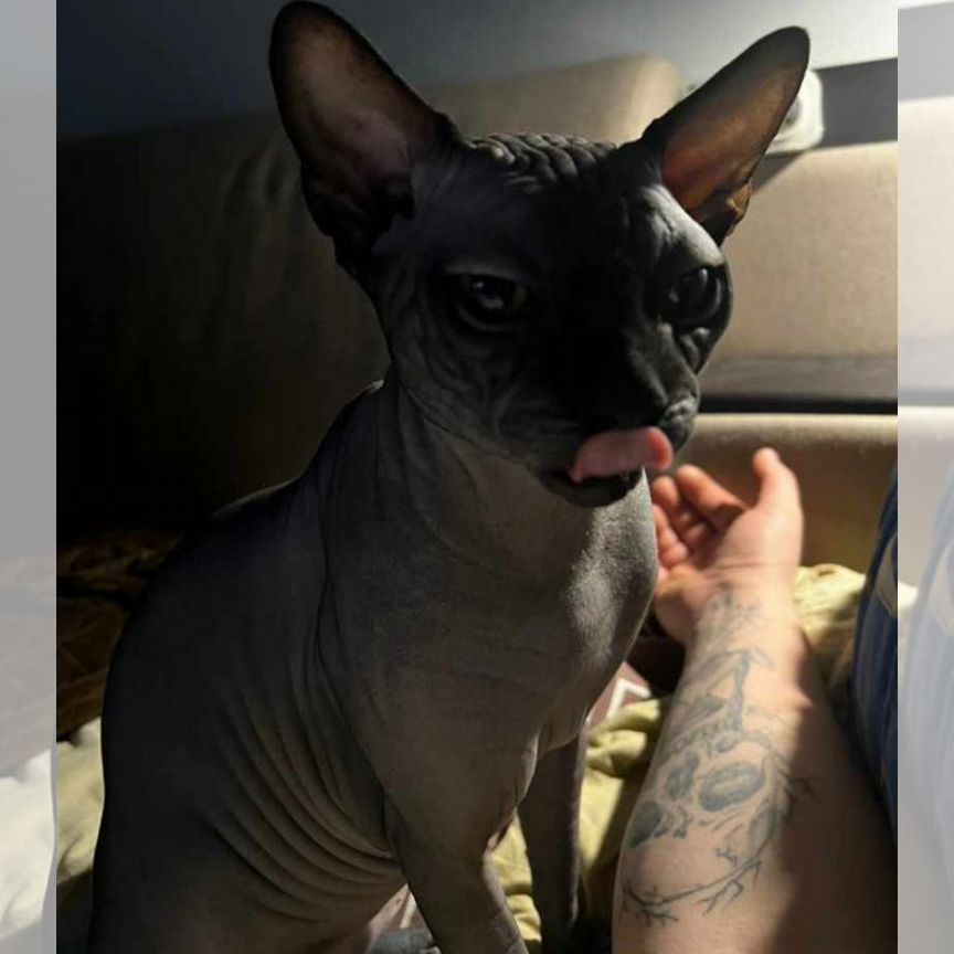 Канадский сфинкс, взрослый кот