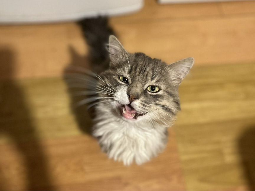 Кот