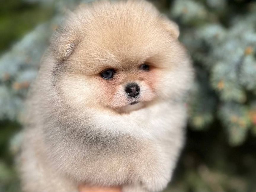 Немецкий шпиц померанский
