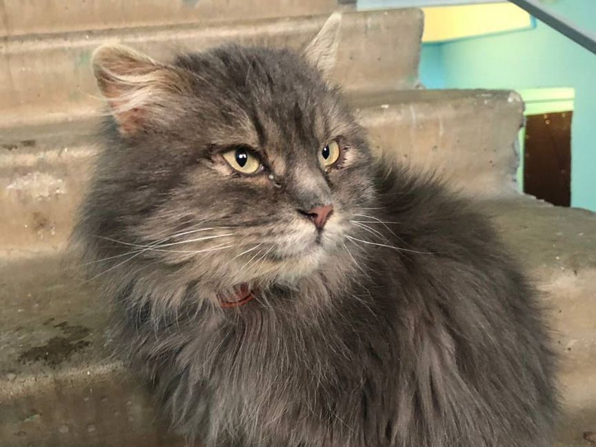 Сибирский котик ищет дом выбросили в подьезд